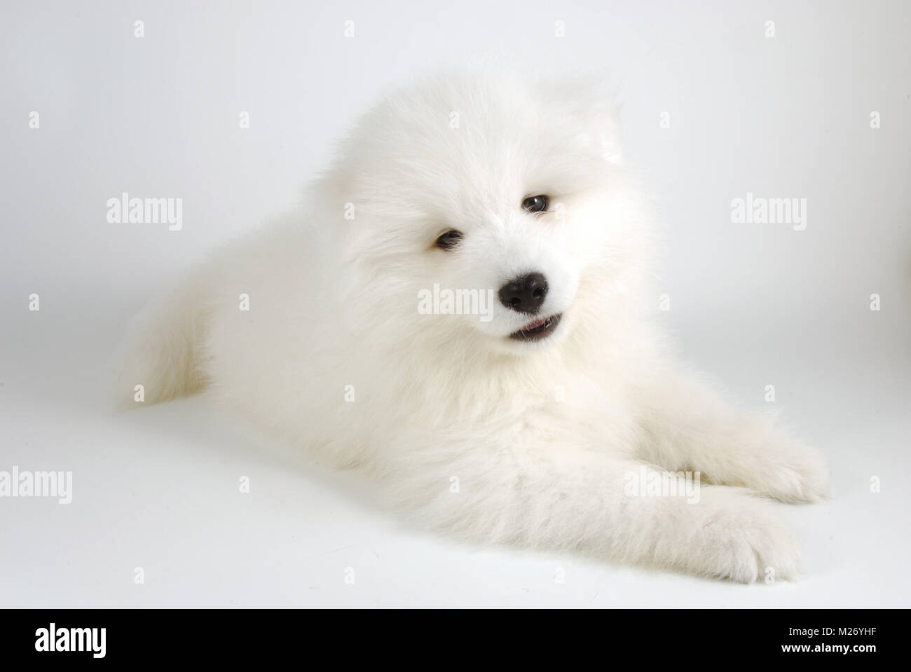 9 week old Samoyed puppy resting on white background Stock Photo - Alamy