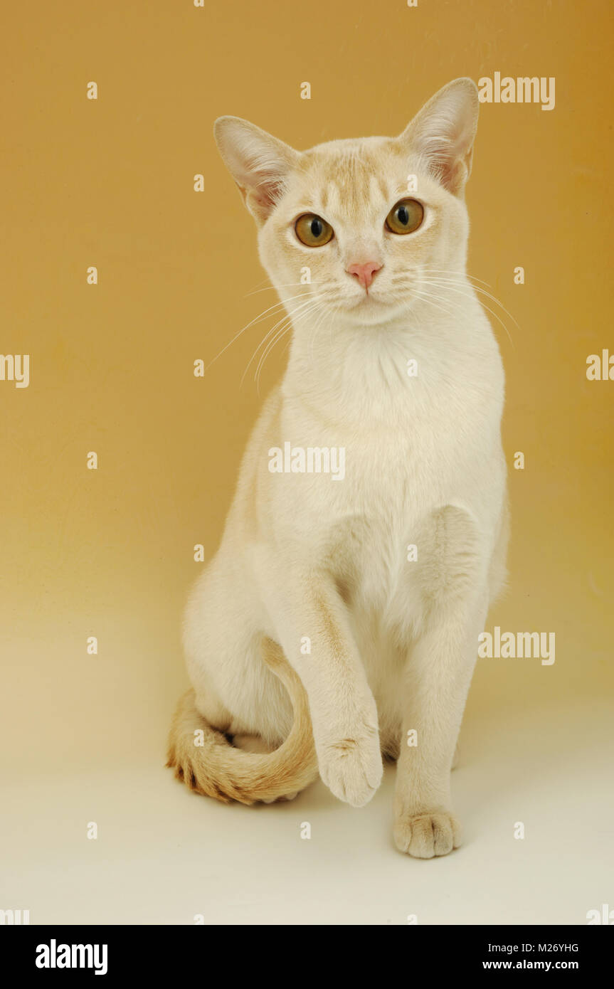 Cream Burmese Cat