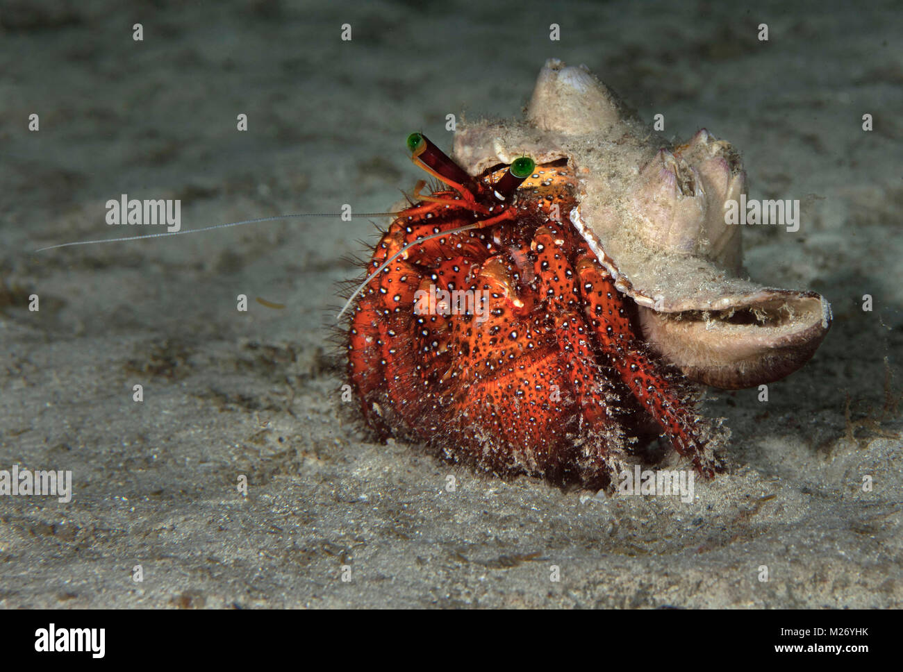 Hermit crab (Paguroidea) in the Celebes sea, Sipadan Island, Malaysia ...