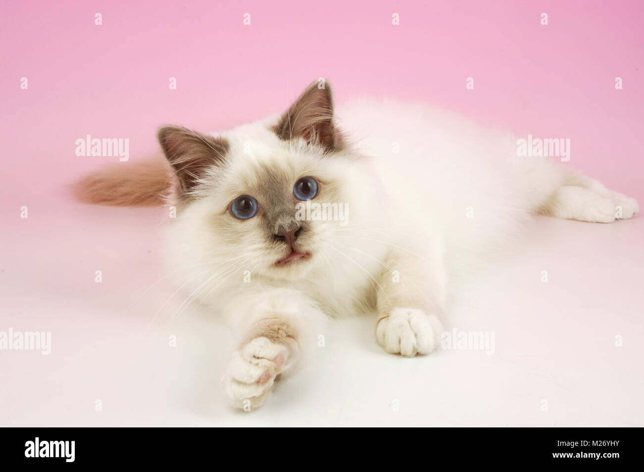 Lilac point Birman cat looking at camera Stock Photo - Alamy