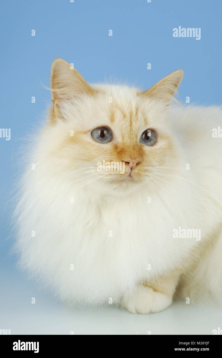 red point birman portrait Stock Photo - Alamy