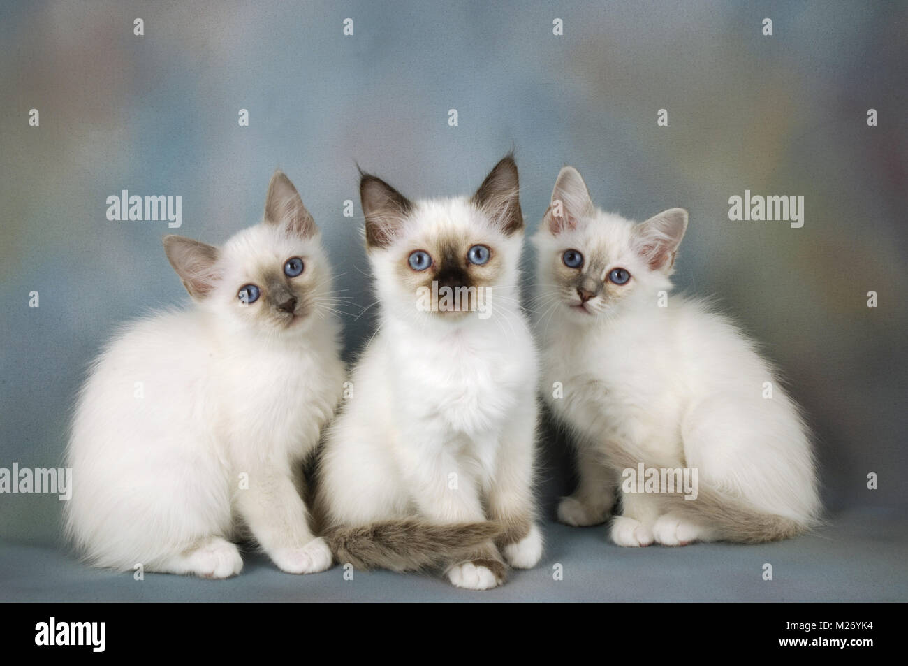 three birman kittens Stock Photo - Alamy
