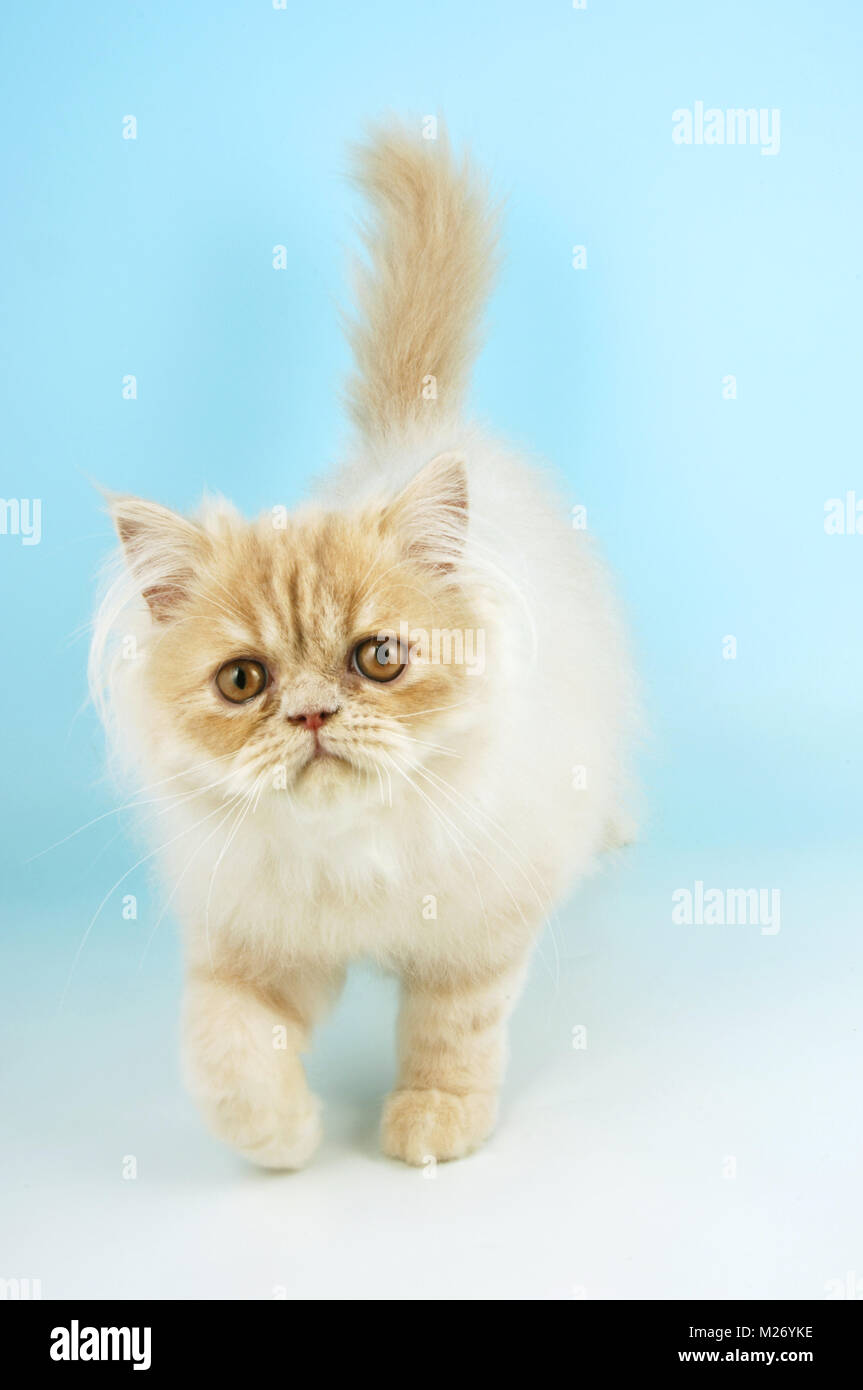 young cream persian cat Stock Photo - Alamy