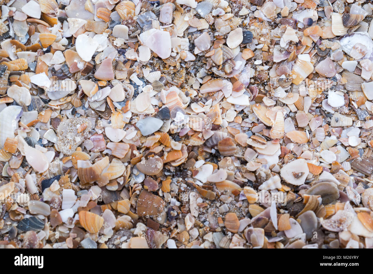 Shell shards on the seashore. For background or wallpaper Texture Stock ...