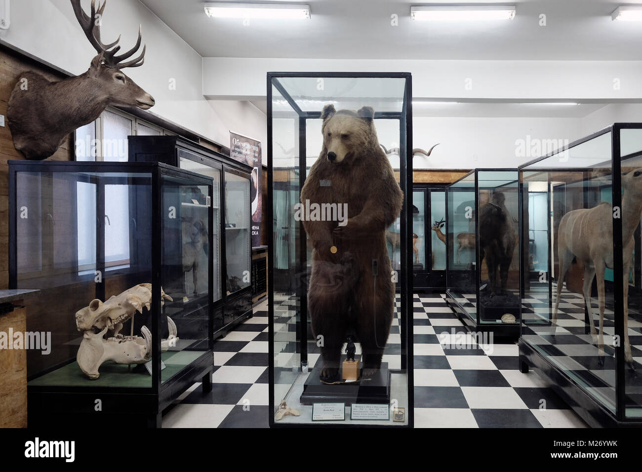 Stuffed mammals displayed at the National Museum of Natural History of ...