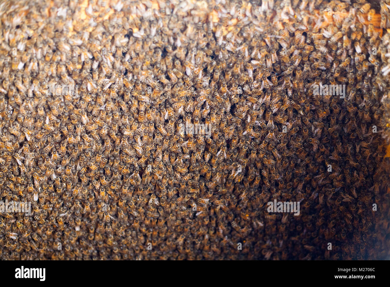 Frames of a bee hive. Beekeeper harvesting honey. The bee smoker is ...