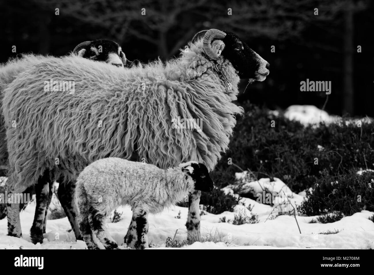 sheep and lamb Stock Photo - Alamy