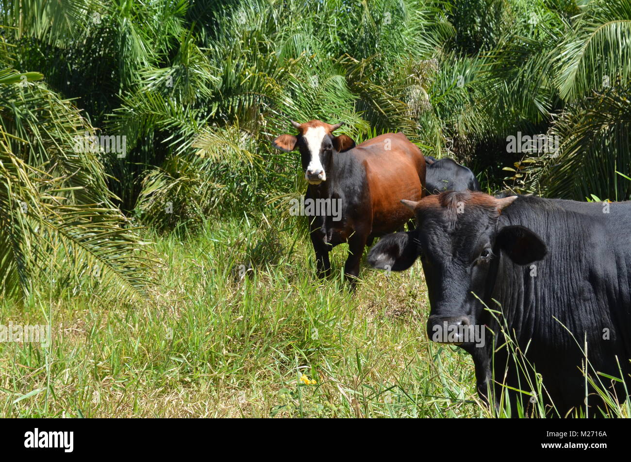 Brazilian cows grazing in Pantanal region Stock Photo - Alamy