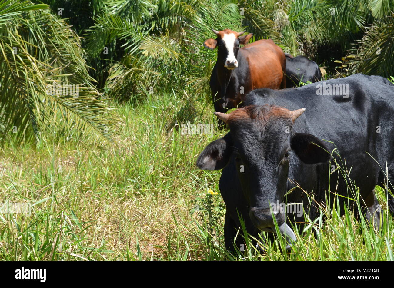 Brazil Cattle Ranch Stock Photos & Brazil Cattle Ranch Stock Images - Alamy