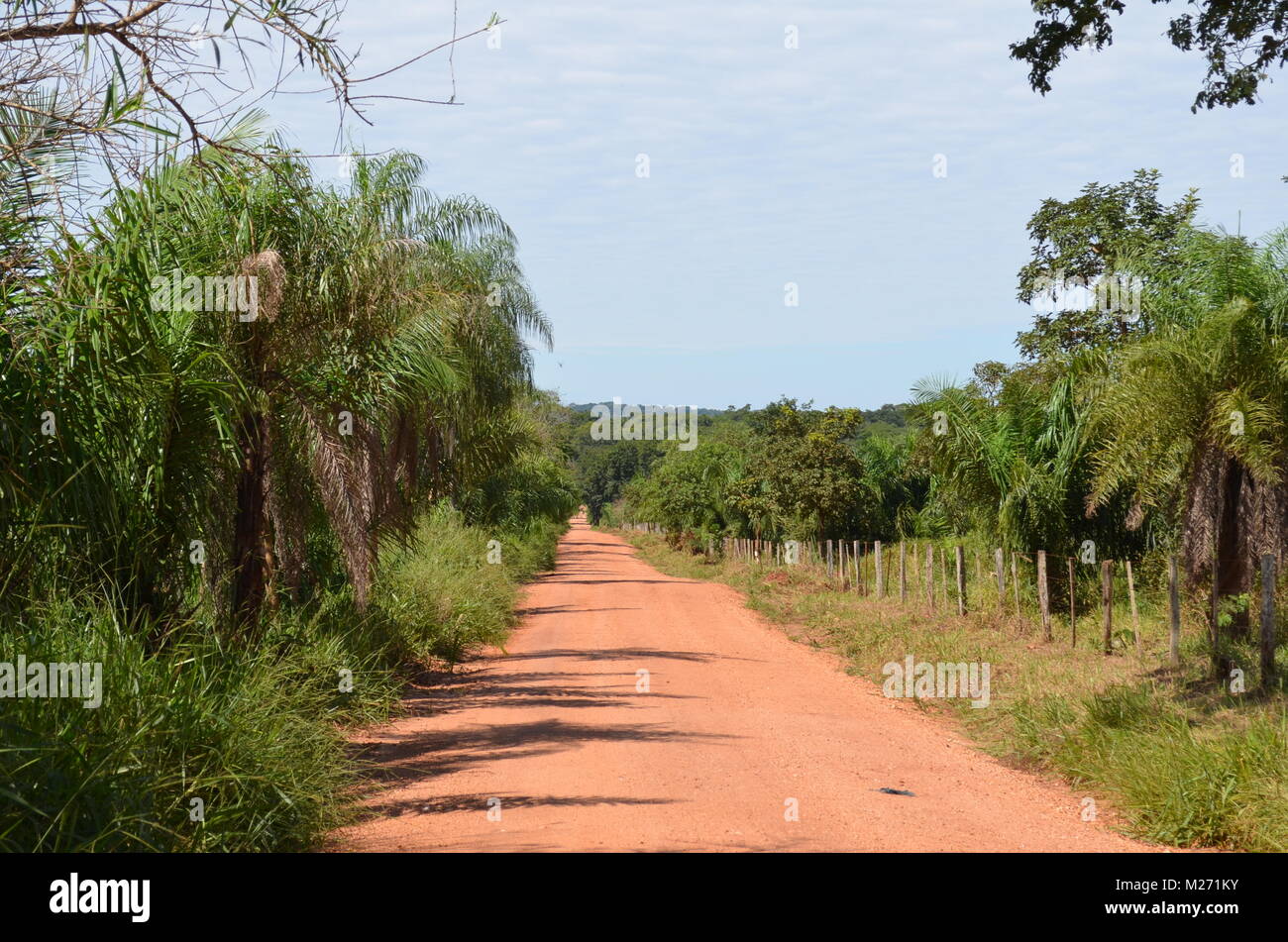 Brasil brazil brazilian rural tree hi-res stock photography and images ...