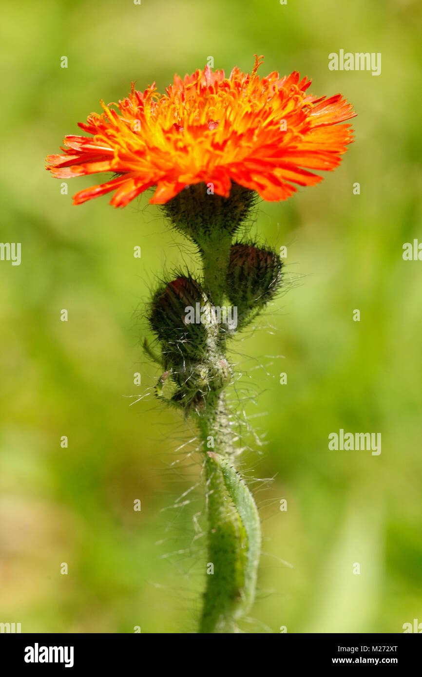 Orange Hawkweed flowers Stock Photo - Alamy