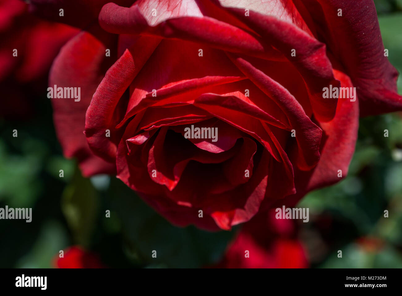 Beautiful fresh roses in close up view Stock Photo - Alamy