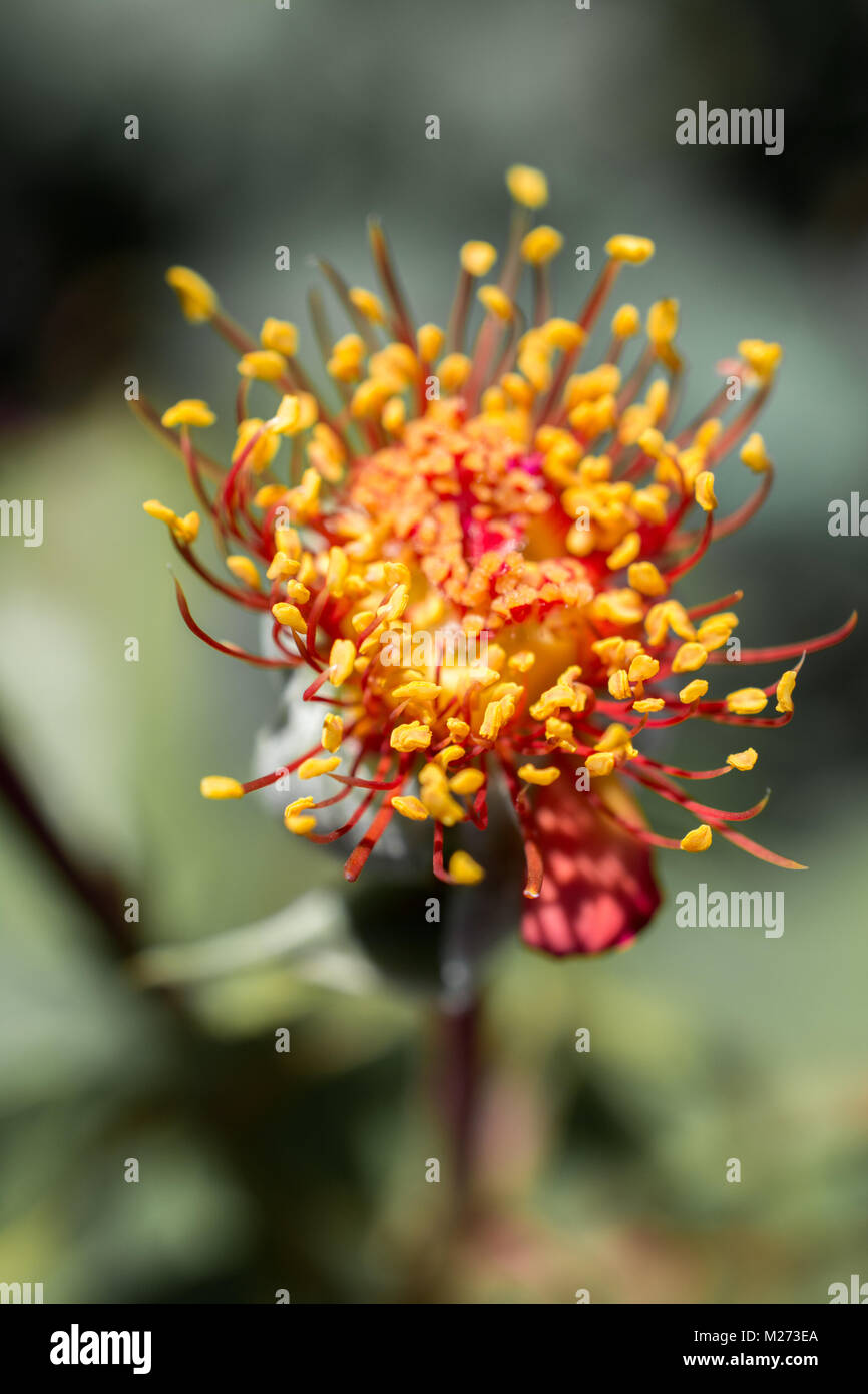 Rose flower without petals in the garden in spring Stock Photo - Alamy
