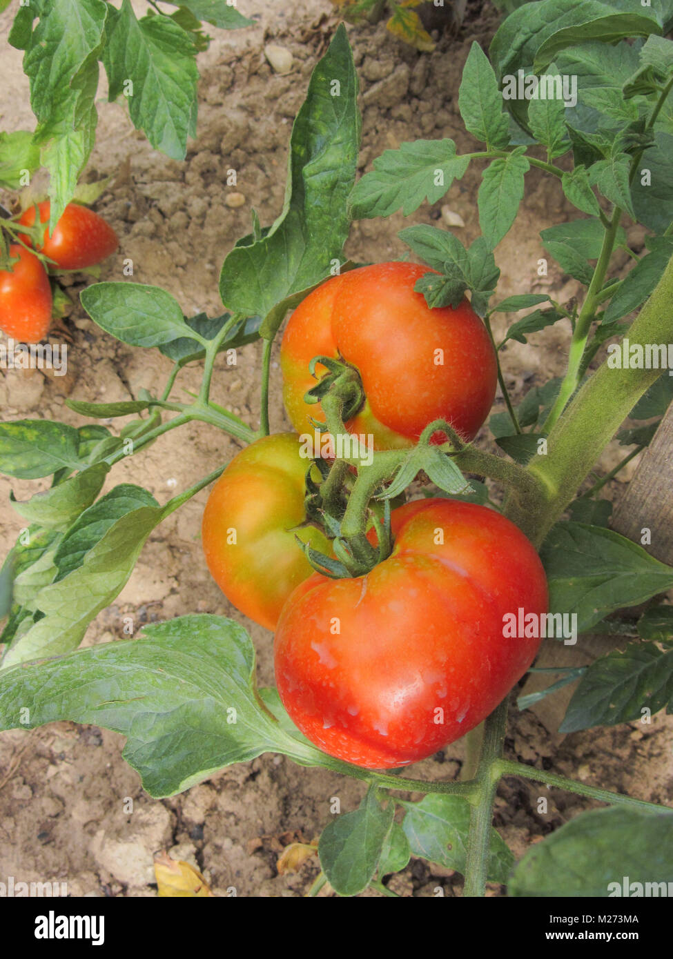 red tomato plants in a home made vegetable garden Stock Photo - Alamy