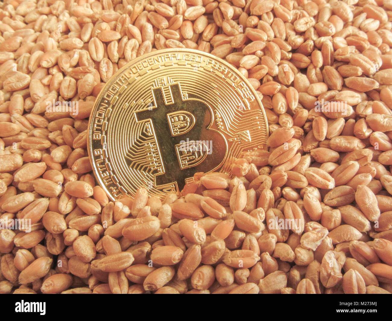 Bitcoin coin over a wheat background Stock Photo - Alamy