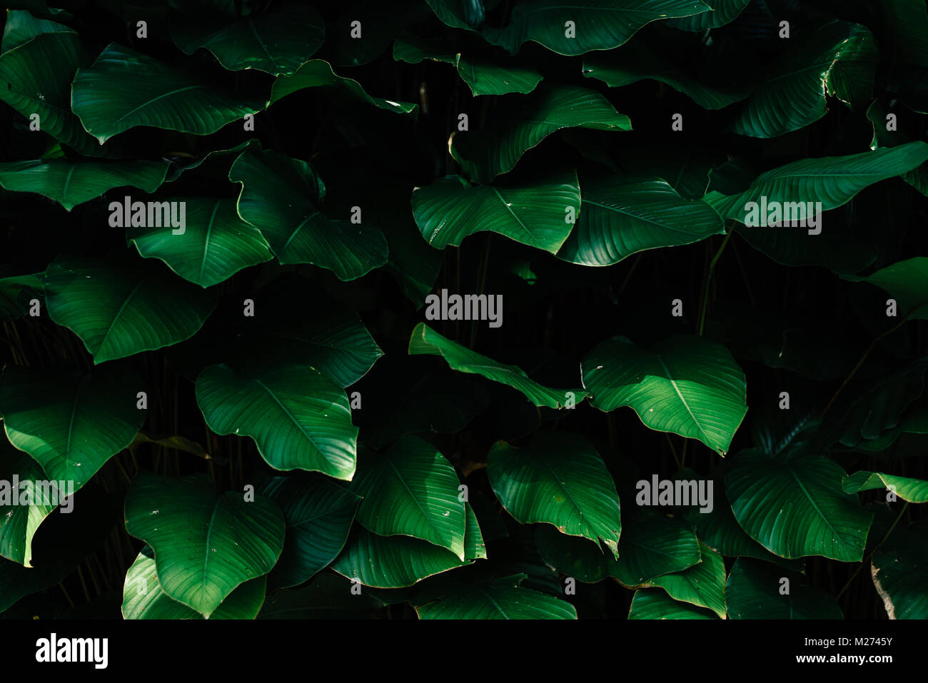 beautiful leaves background for wallpaper and backdrop Stock Photo - Alamy