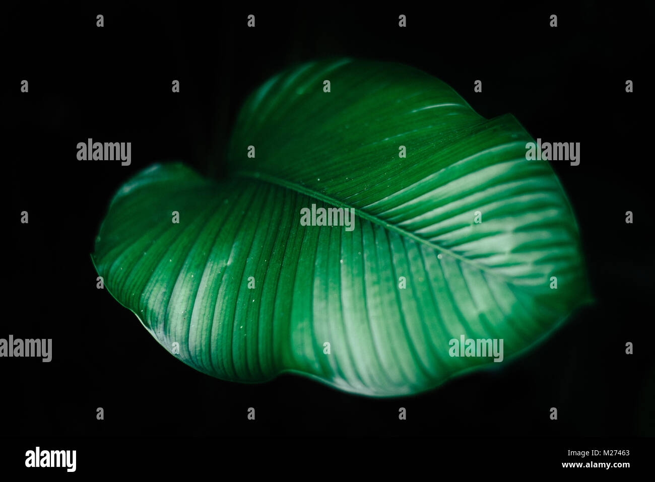 single leaf on dark background Stock Photo - Alamy