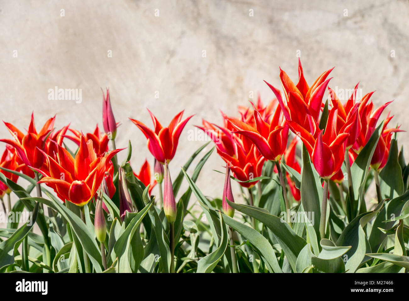 Red color Tulips Bloom in Spring in garden Stock Photo - Alamy