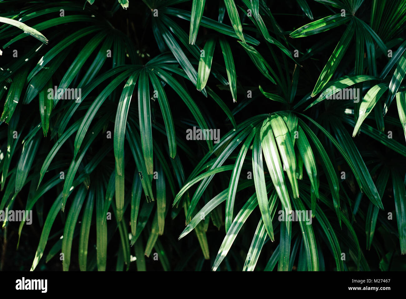 beautiful leaves background for wallpaper and backdrop Stock Photo - Alamy