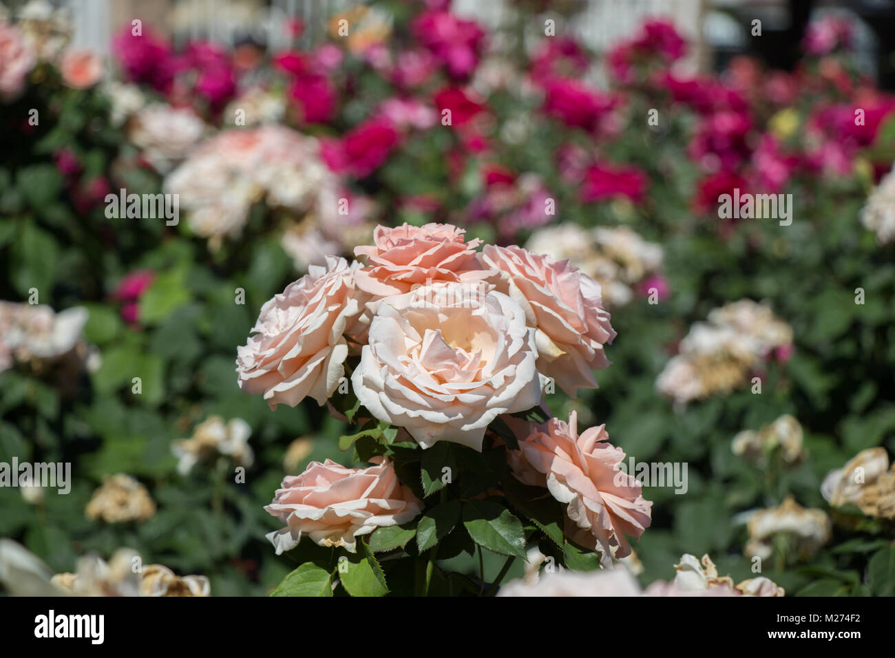 Blooming beautiful colorful roses in the garden background Stock Photo ...