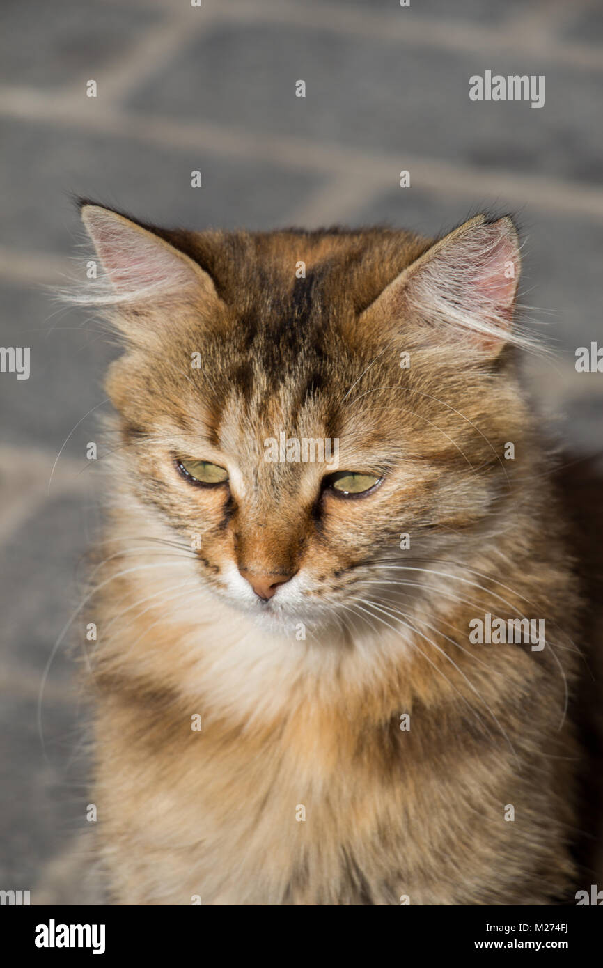 Stray cat seen in the street of the city Stock Photo - Alamy