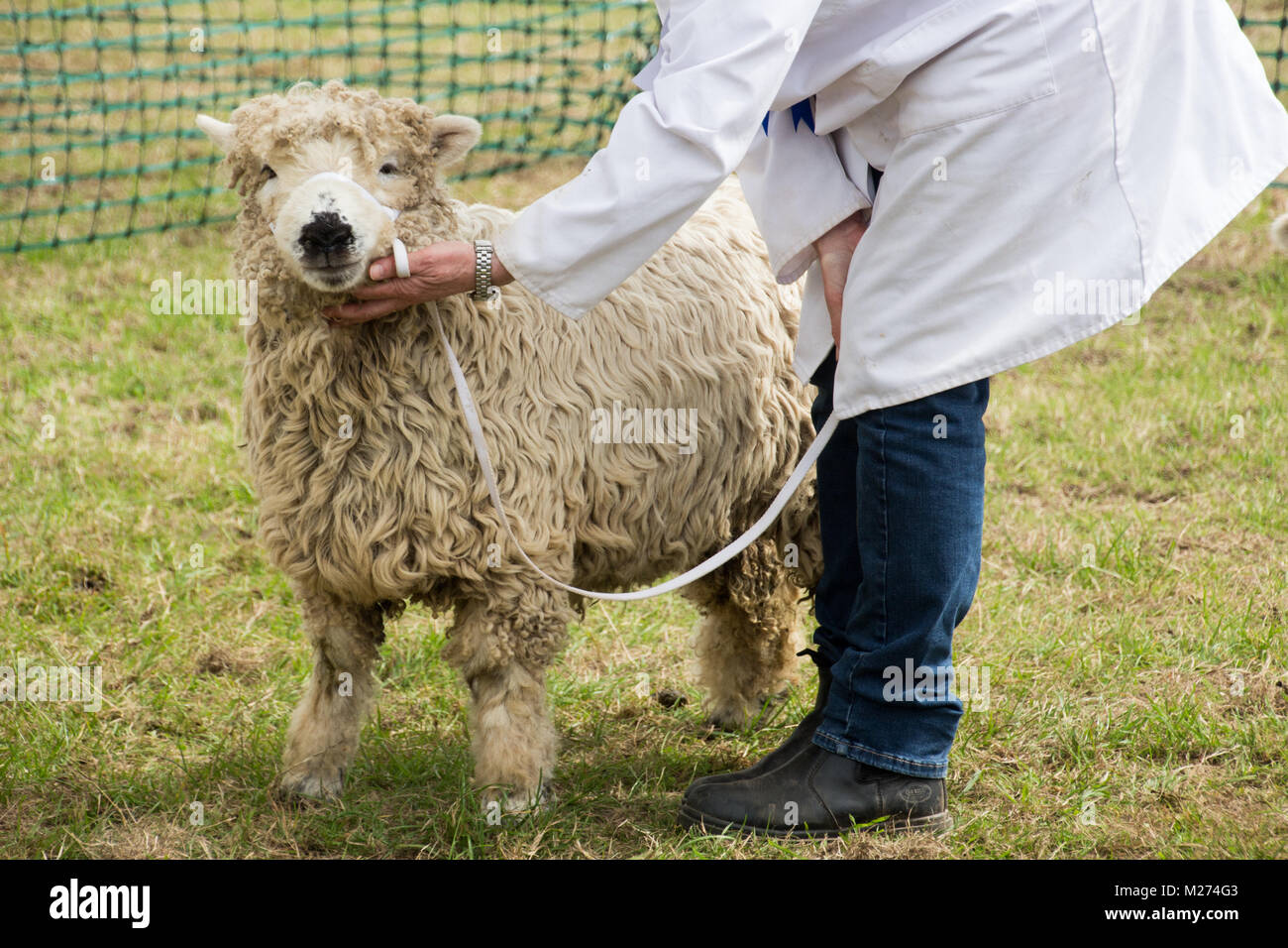 Curly sheep hi-res stock photography and images - Alamy
