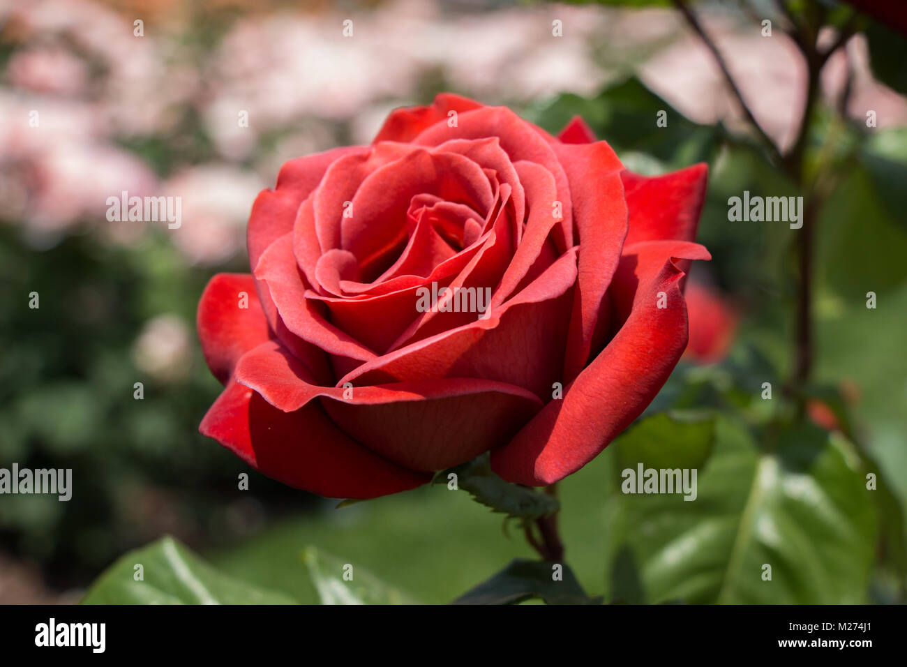 Beautiful colorful Rose Flower on garden background Stock Photo - Alamy