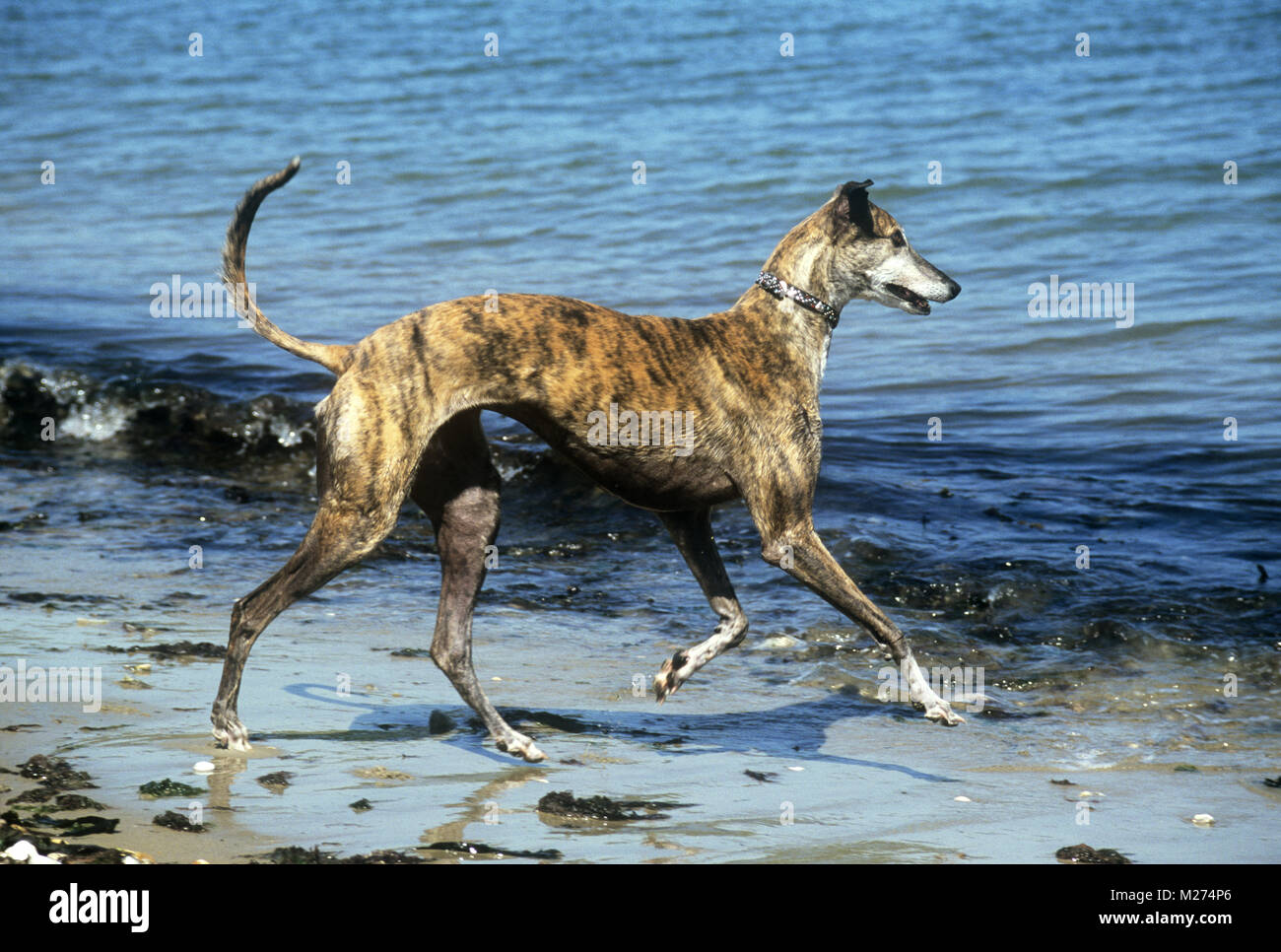 ex-racing greyhound running to sea Stock Photo - Alamy