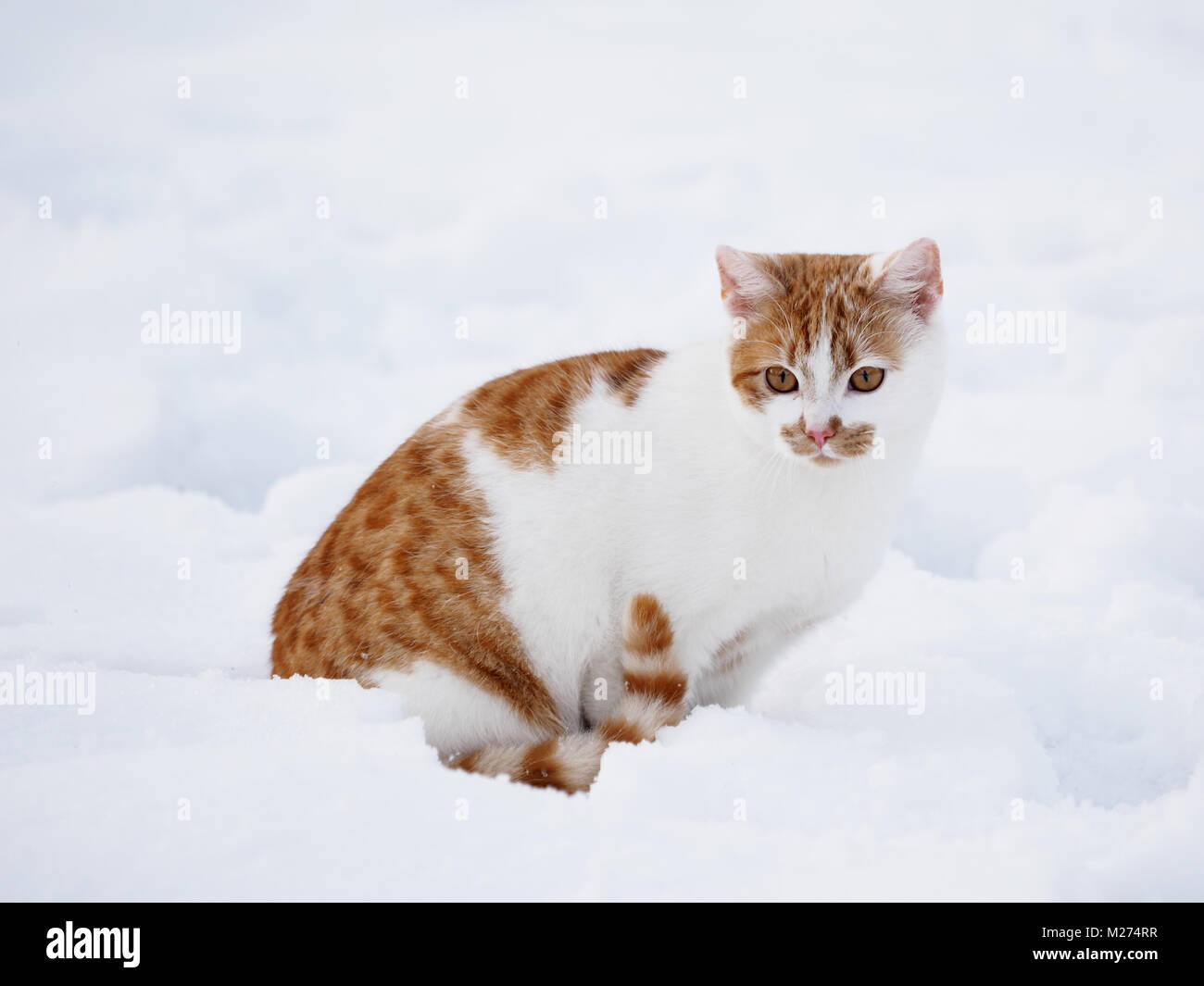 One cat hi-res stock photography and images - Alamy