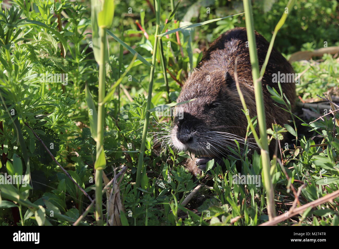 Beaver animal hi-res stock photography and images - Alamy