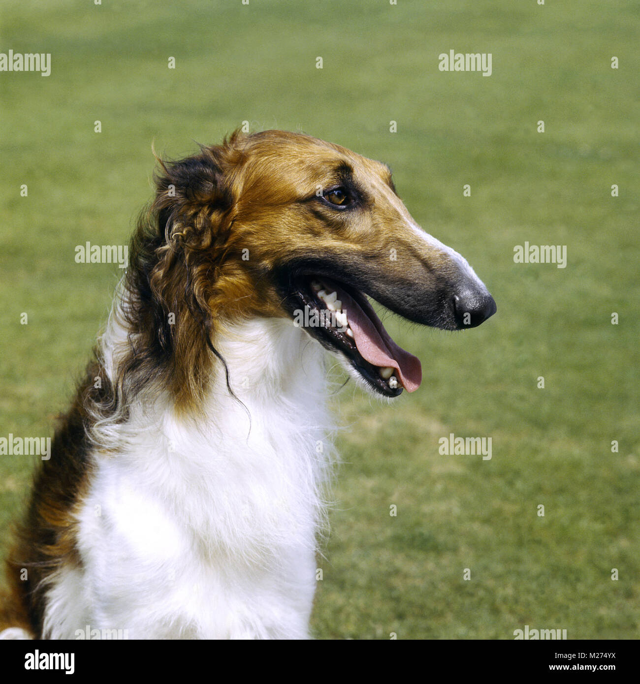 Borzoi portrait hi-res stock photography and images - Alamy