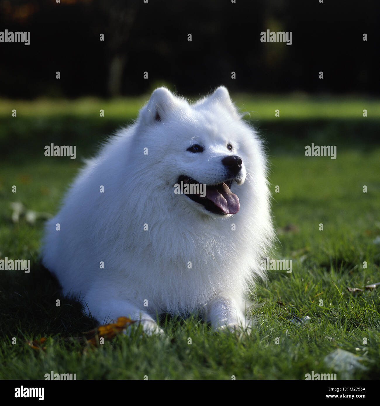 ch zamoyski lucky star of ostyak (oakie), samoyed lying down Stock ...