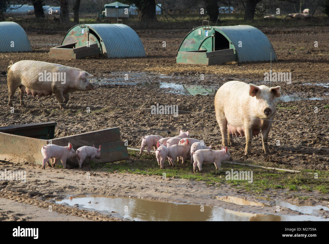 Outdoor pig farming in Suffolk Sandlings, England, UK Stock Photo - Alamy