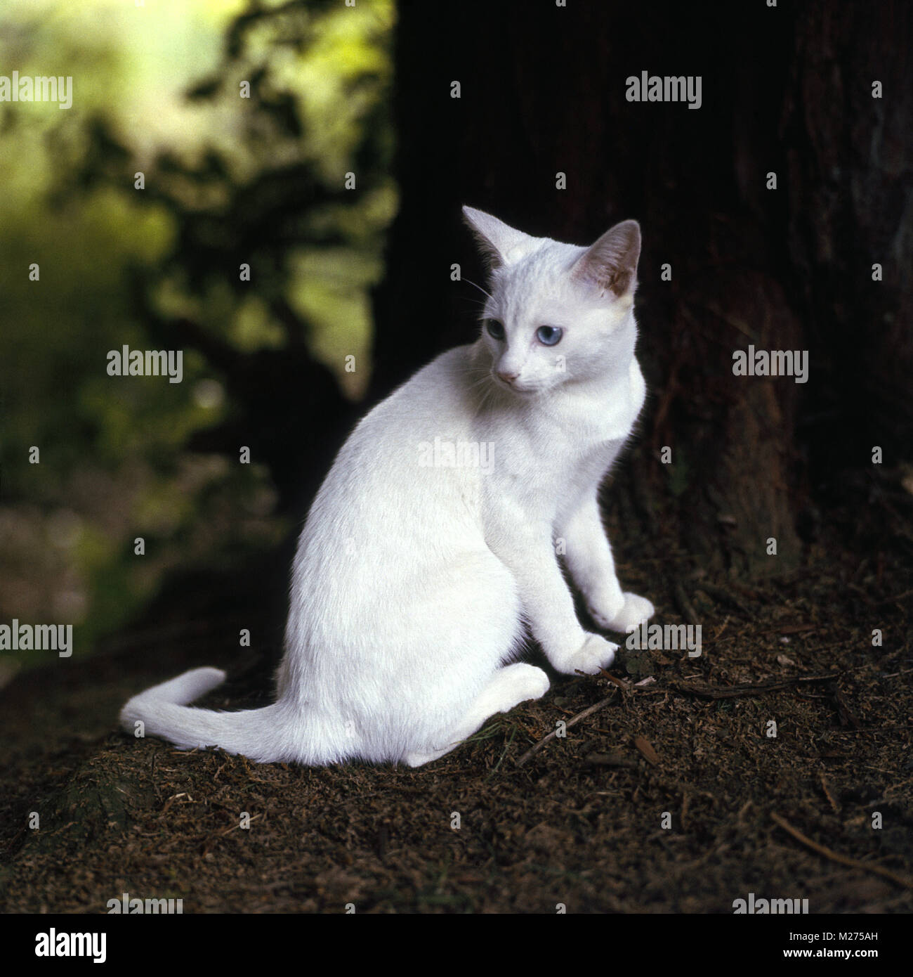 foreign white cat under a tree Stock Photo - Alamy