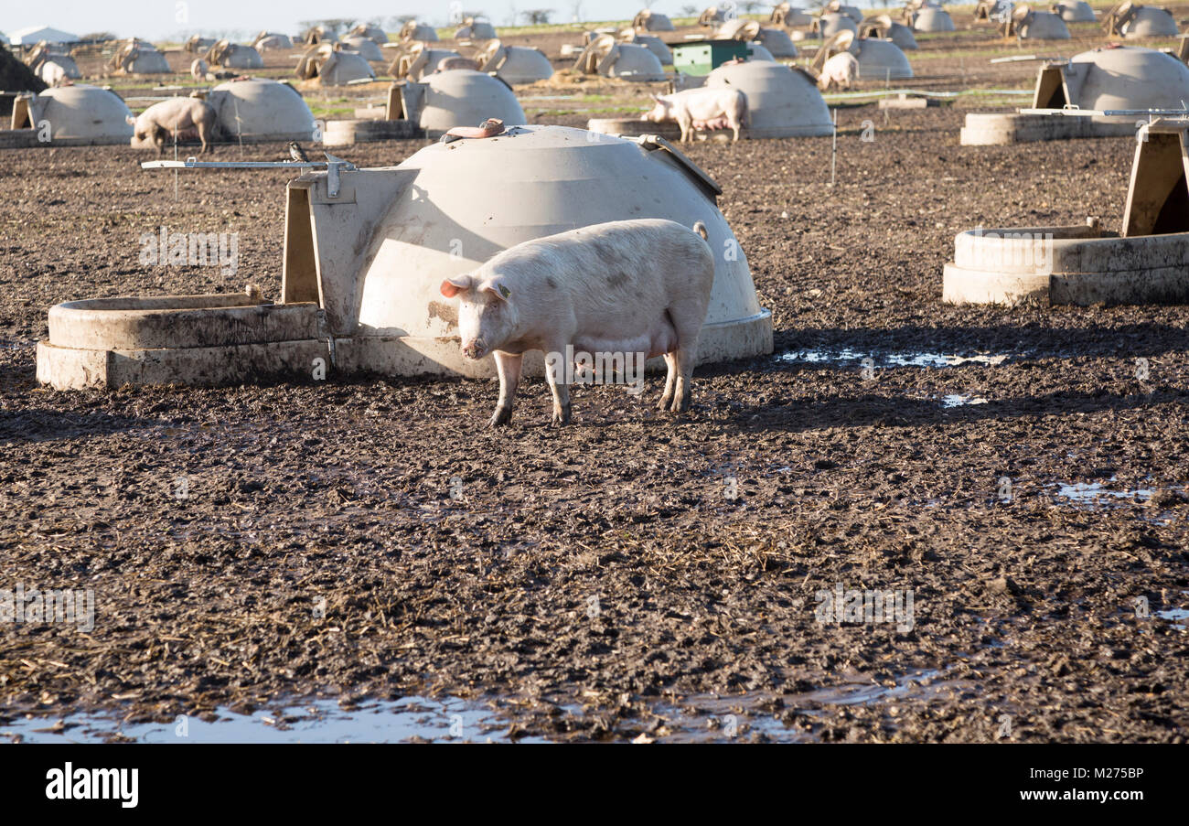 Outdoor pig farming in Suffolk Sandlings, England, UK Stock Photo - Alamy