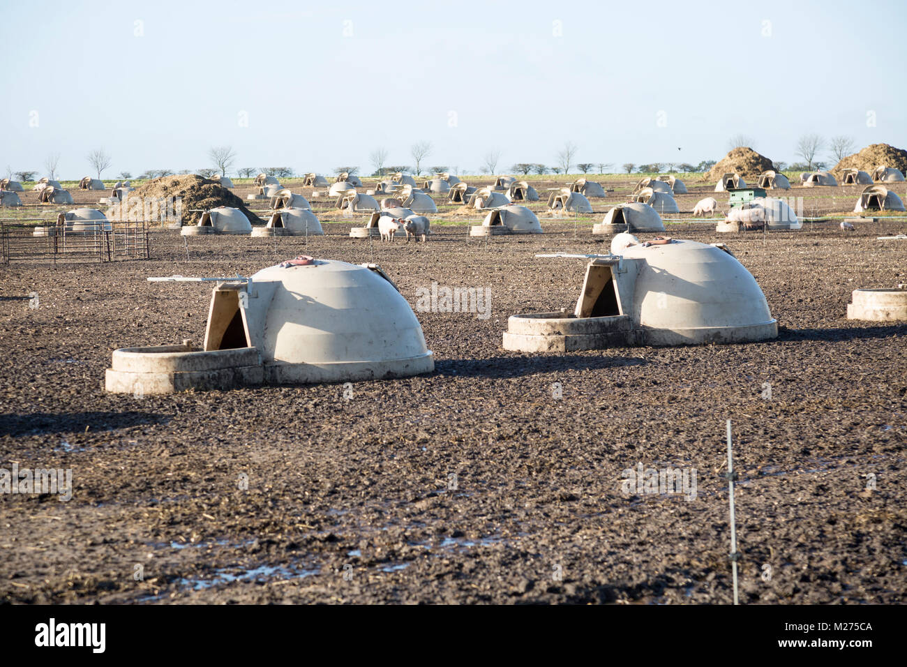 Outdoor pig farming in Suffolk Sandlings, England, UK Stock Photo - Alamy