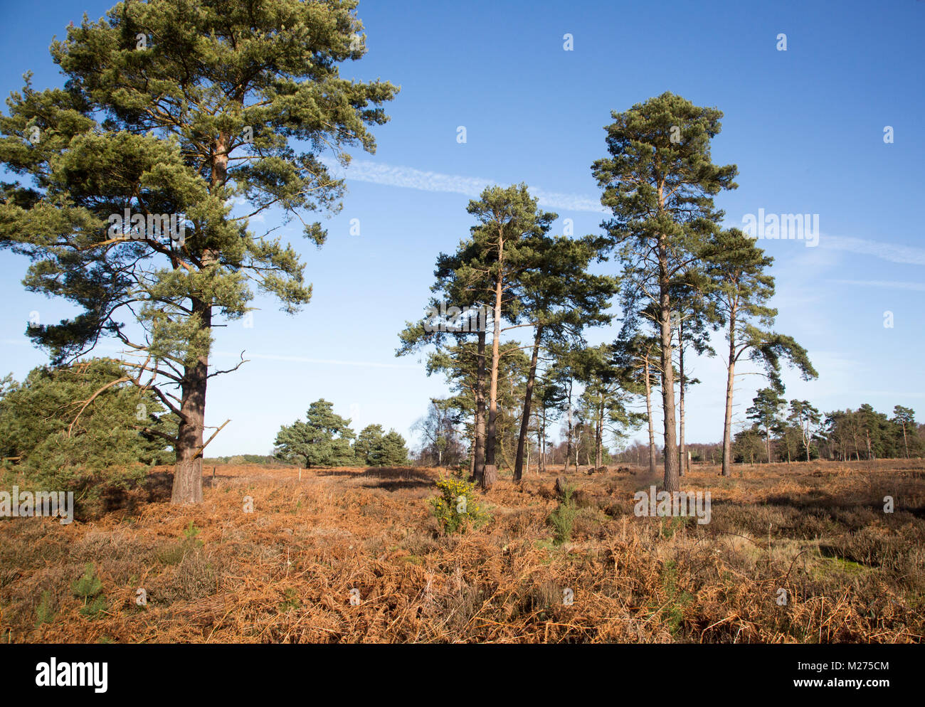 Conifers uk hi-res stock photography and images - Alamy