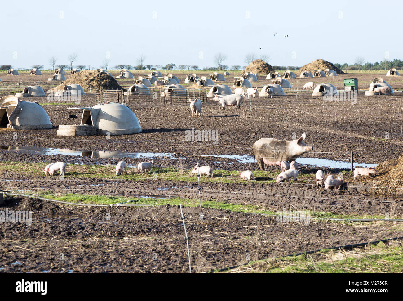 Outdoor pig farming in Suffolk Sandlings, England, UK Stock Photo - Alamy