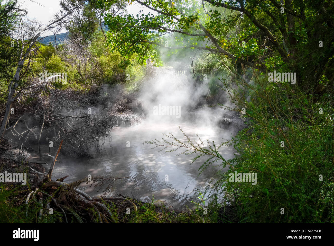 Rotorua volcanic hot springs in forest, New Zealand Stock Photo - Alamy