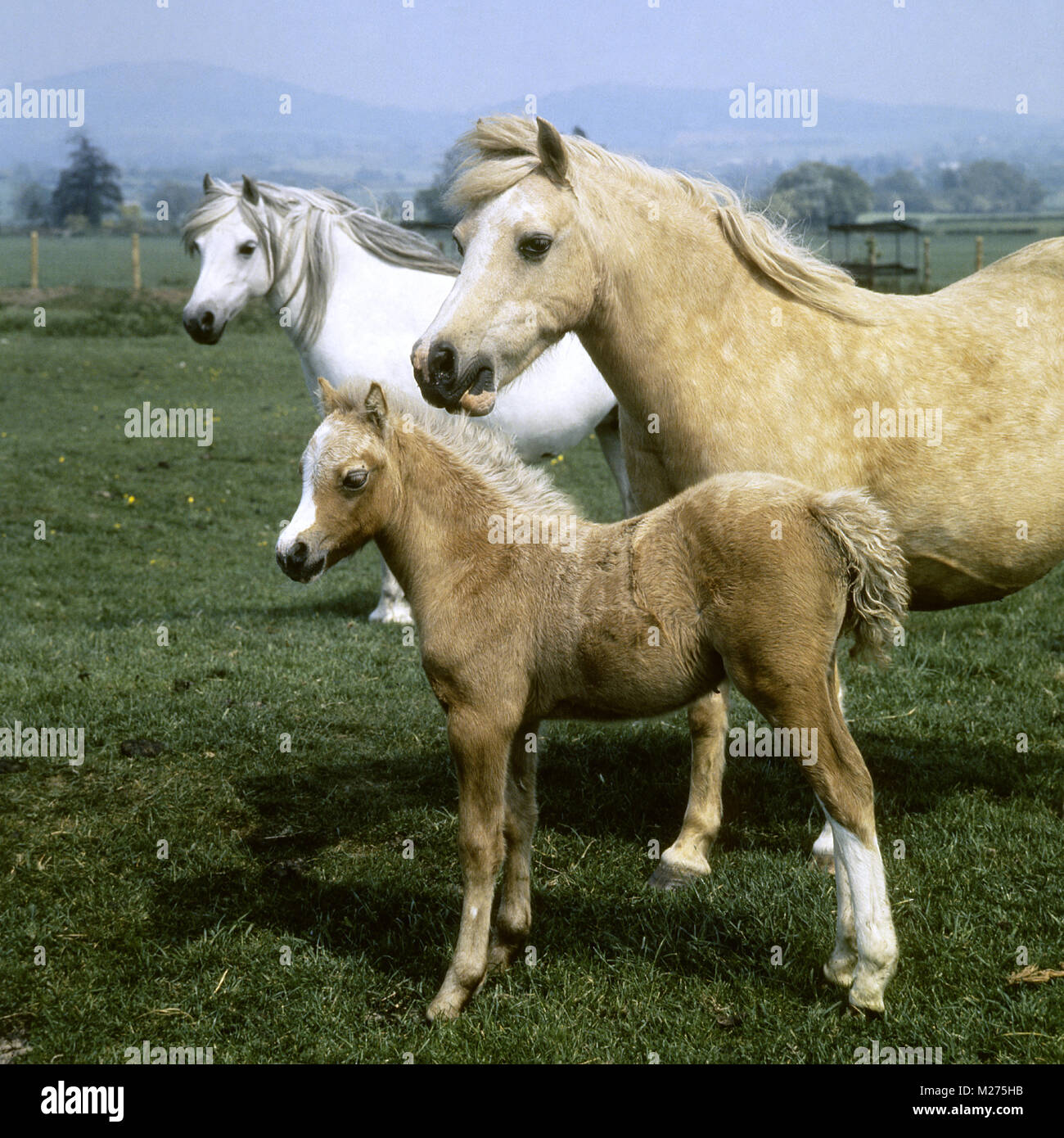 two welsh mountain ponies with a foal, watching Stock Photo - Alamy