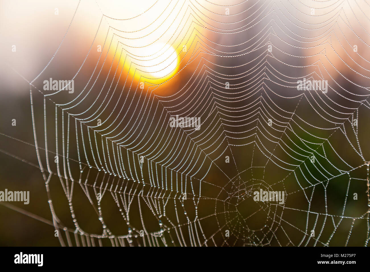 Spider Web Sun High Resolution Stock Photography and Images - Alamy