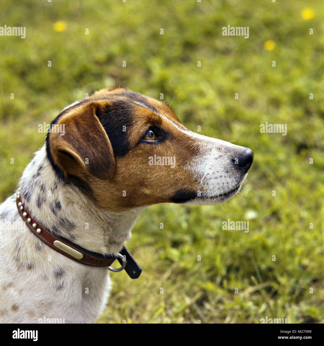 Tri colour jack russell hi-res stock photography and images - Alamy