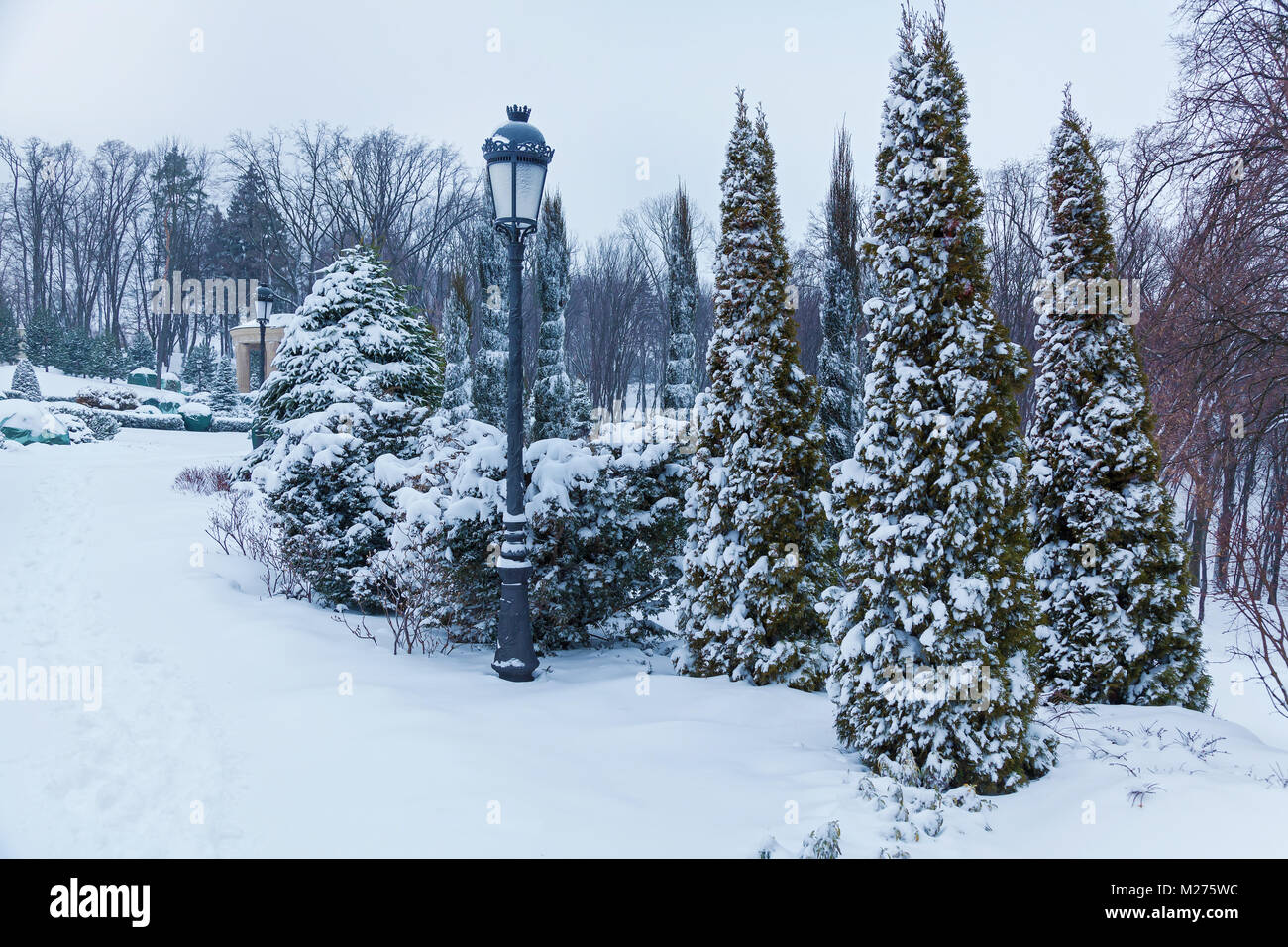Pines in the snow Stock Photo - Alamy