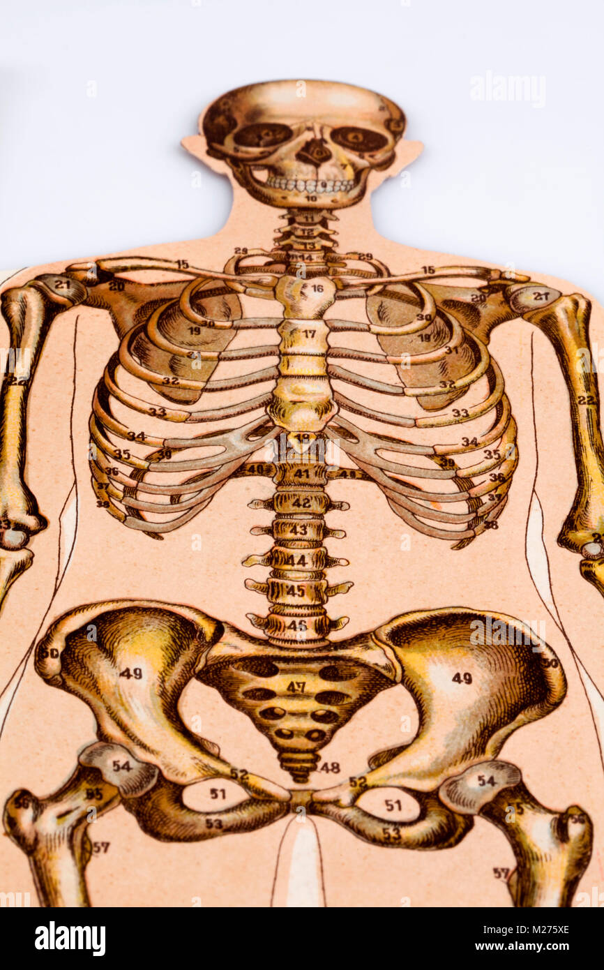 Medical illustration of human beings Stock Photo - Alamy