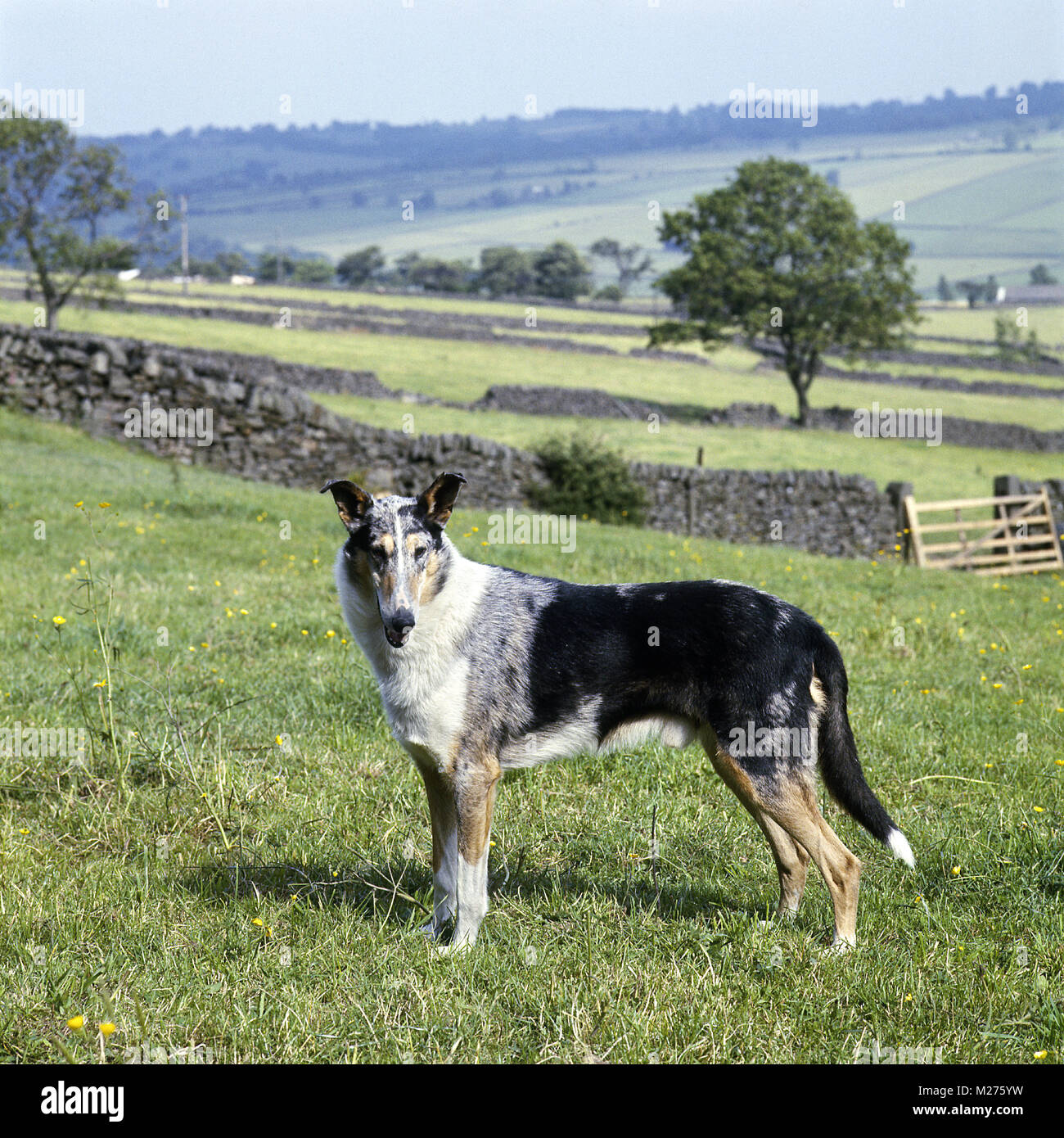 smooth collie, ch peterblue silver mint, standing in field Stock Photo ...