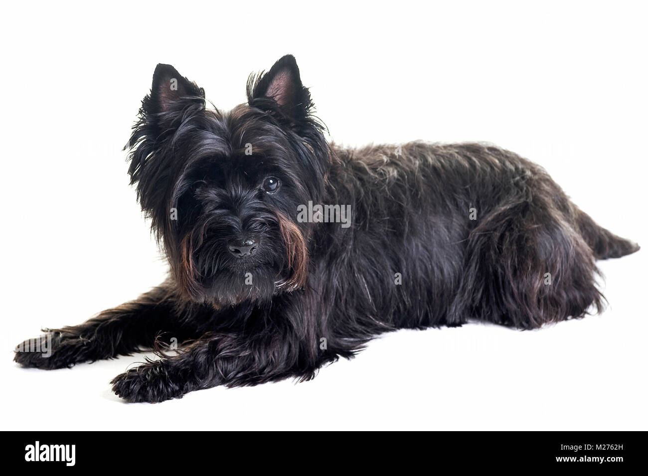 black little terrier lying down in white background .front view Stock ...
