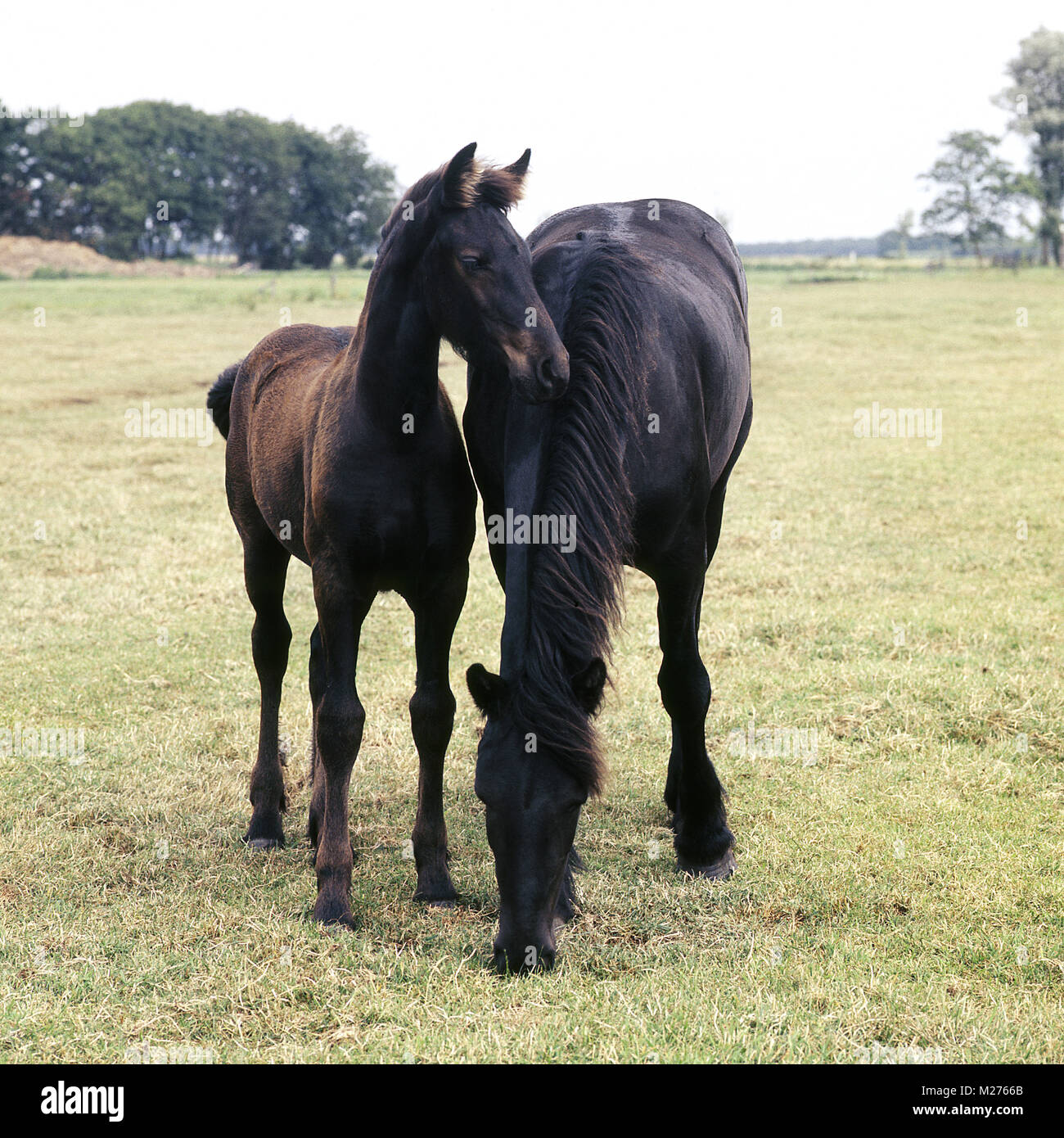 Friesian grazing whilst foal looks on Stock Photo - Alamy