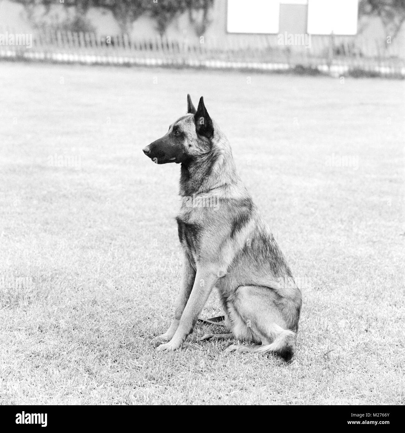 Dog malinois Black and White Stock Photos & Images - Alamy