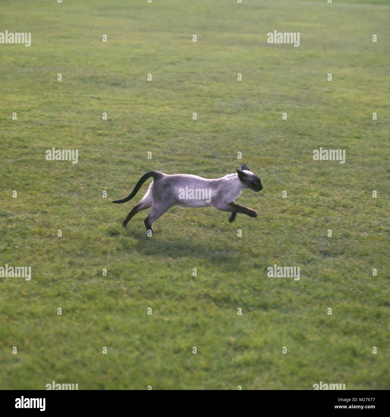 ch thaumasia amethyst, seal point siamese cat leaping across garden ...