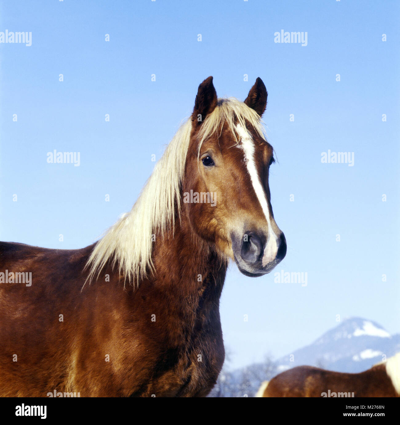 haflinger in Austria Stock Photo - Alamy